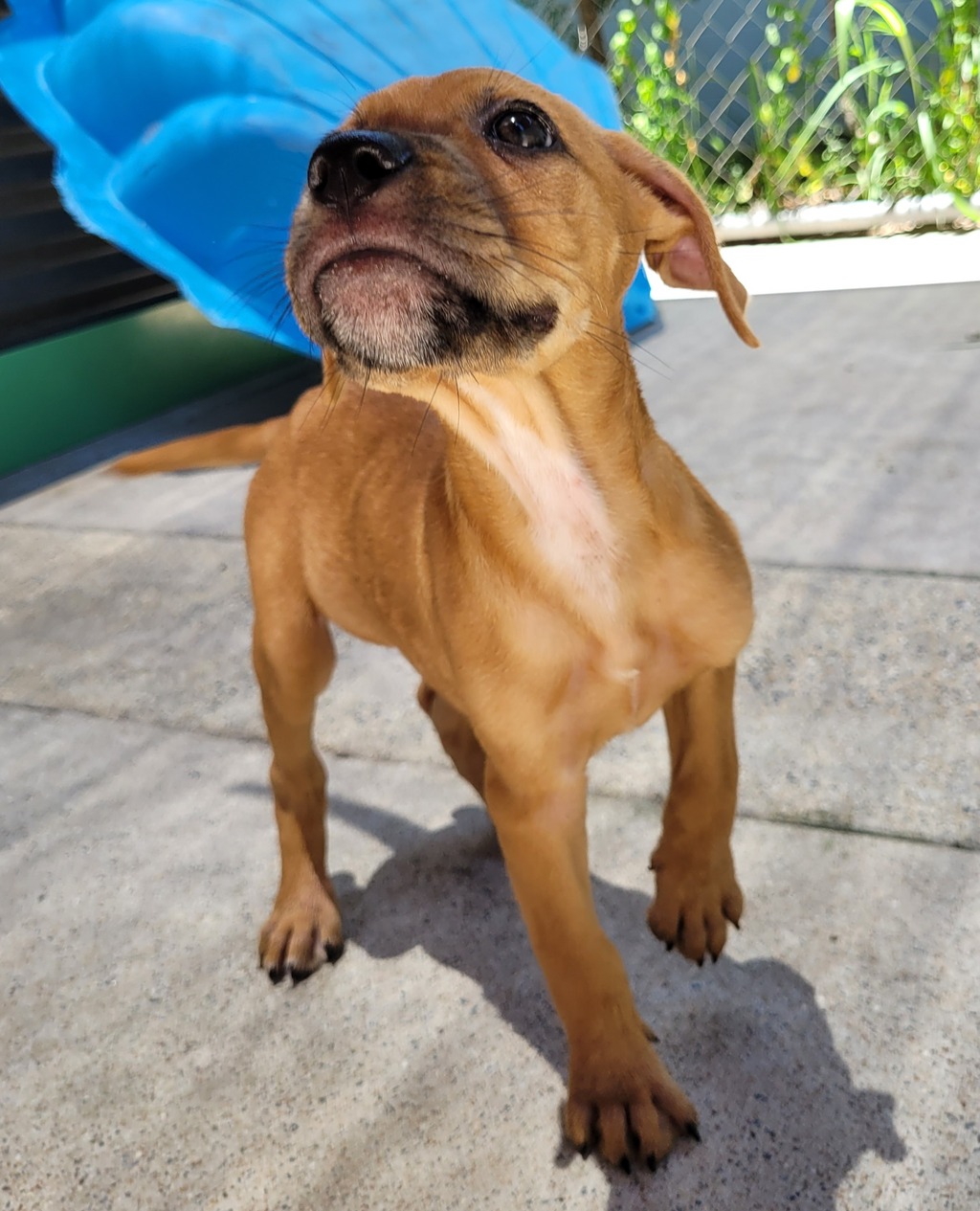 Beth - Large Female Boxer x Rhodesian Ridgeback Mix Dog in QLD - PetRescue