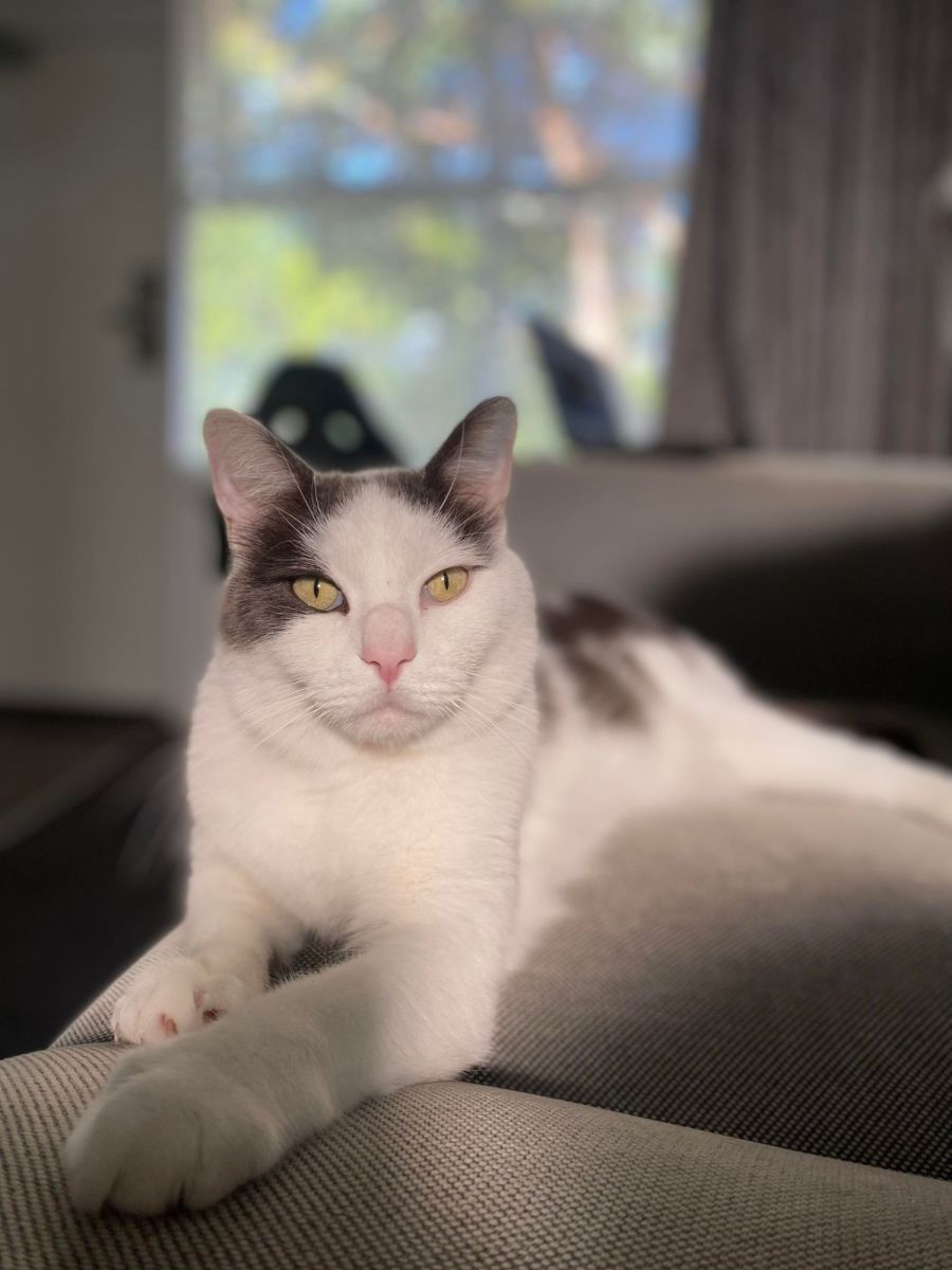 Sheldon - Located in Lower Templestowe - Male Domestic Short Hair Cat ...