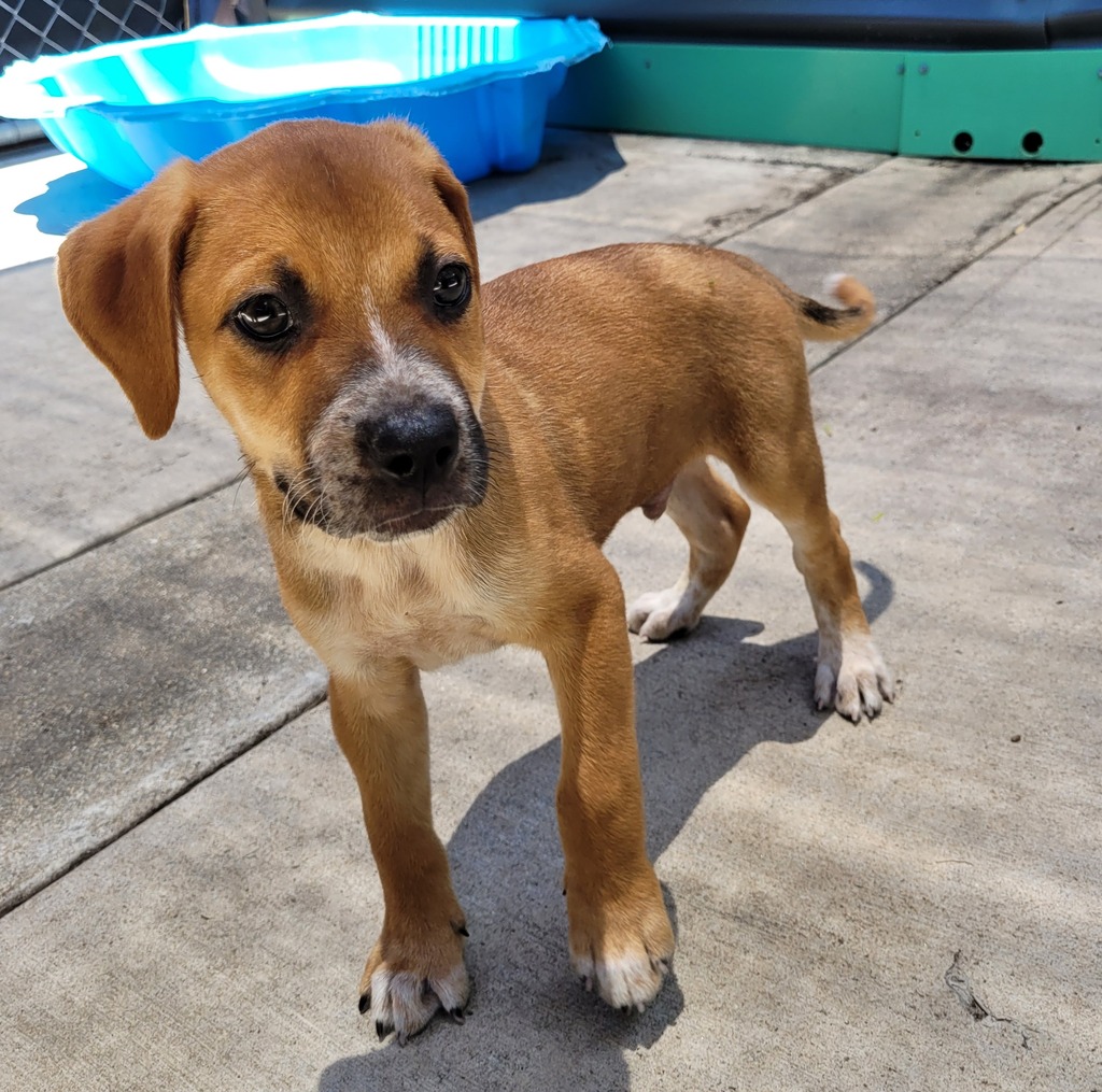 Rick - Large Male Boxer x Rhodesian Ridgeback Mix Dog in QLD - PetRescue