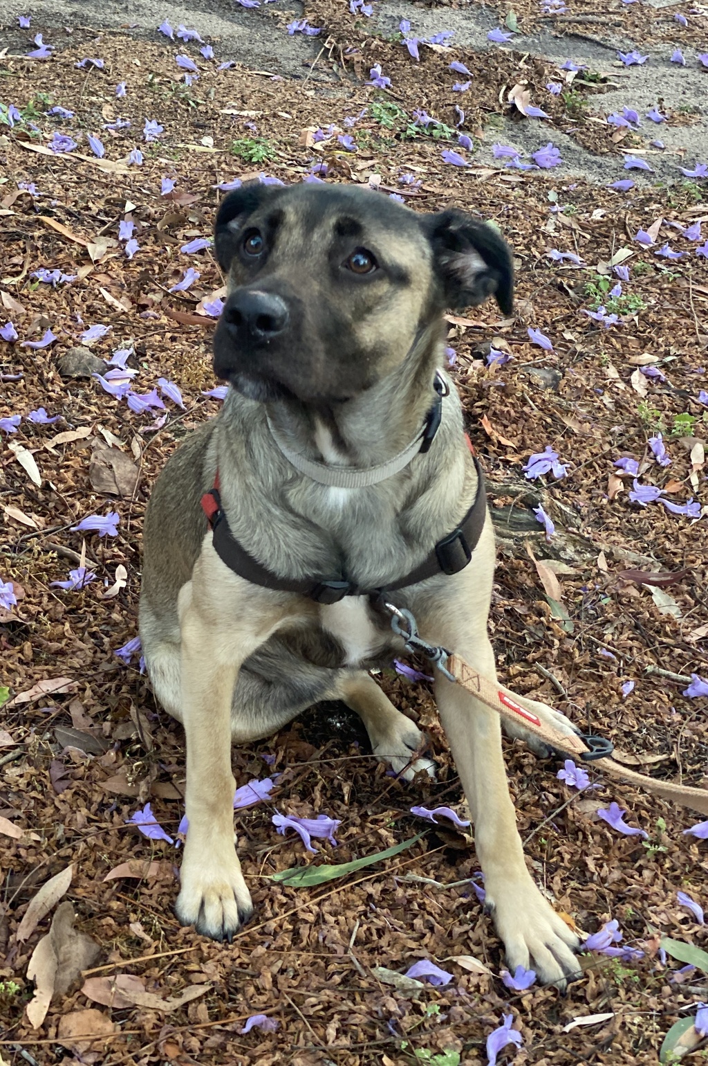 Miata - Medium Female German Shorthaired Pointer x Irish Wolfhound Mix ...