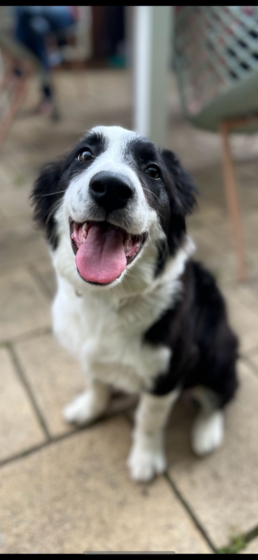 💘Lela 💘 - Medium Female Border Collie Dog in VIC - PetRescue