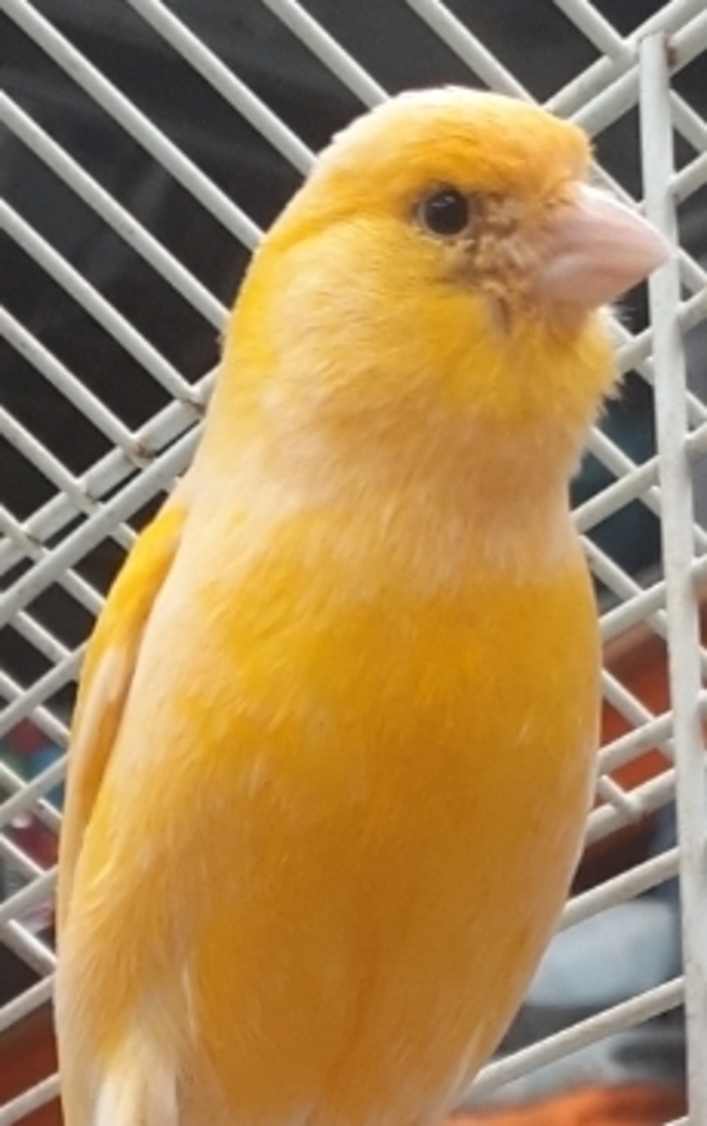 Gloria - Female Canary Mix Bird in VIC - PetRescue