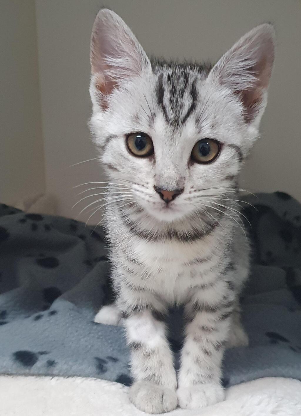Star - Female Dsh Mix Cat in WA - PetRescue