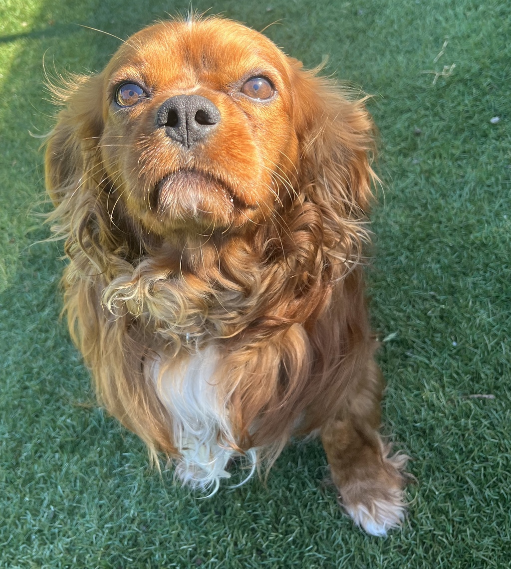 Charlie - Small Male Cavalier King Charles Spaniel Dog in ACT - PetRescue