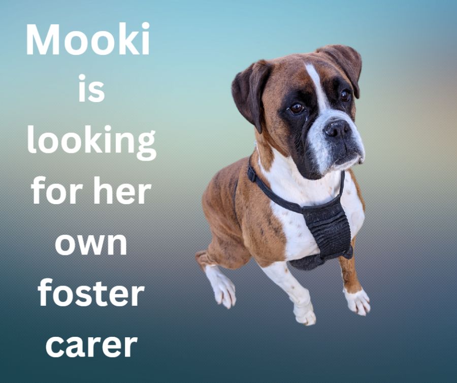 Mooki - Medium Female Boxer Dog in NSW - PetRescue