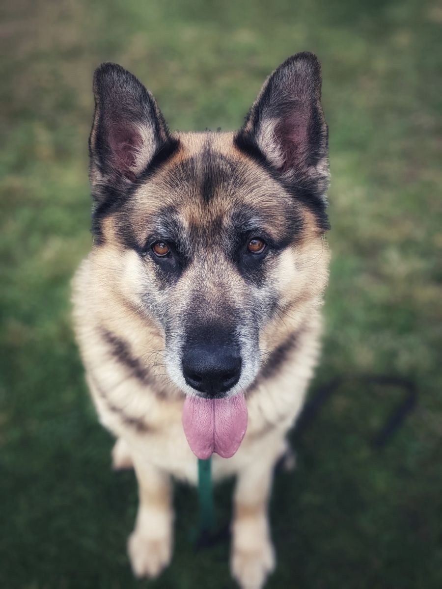 Koah - Large Male German Shepherd Mix Dog in NSW - PetRescue