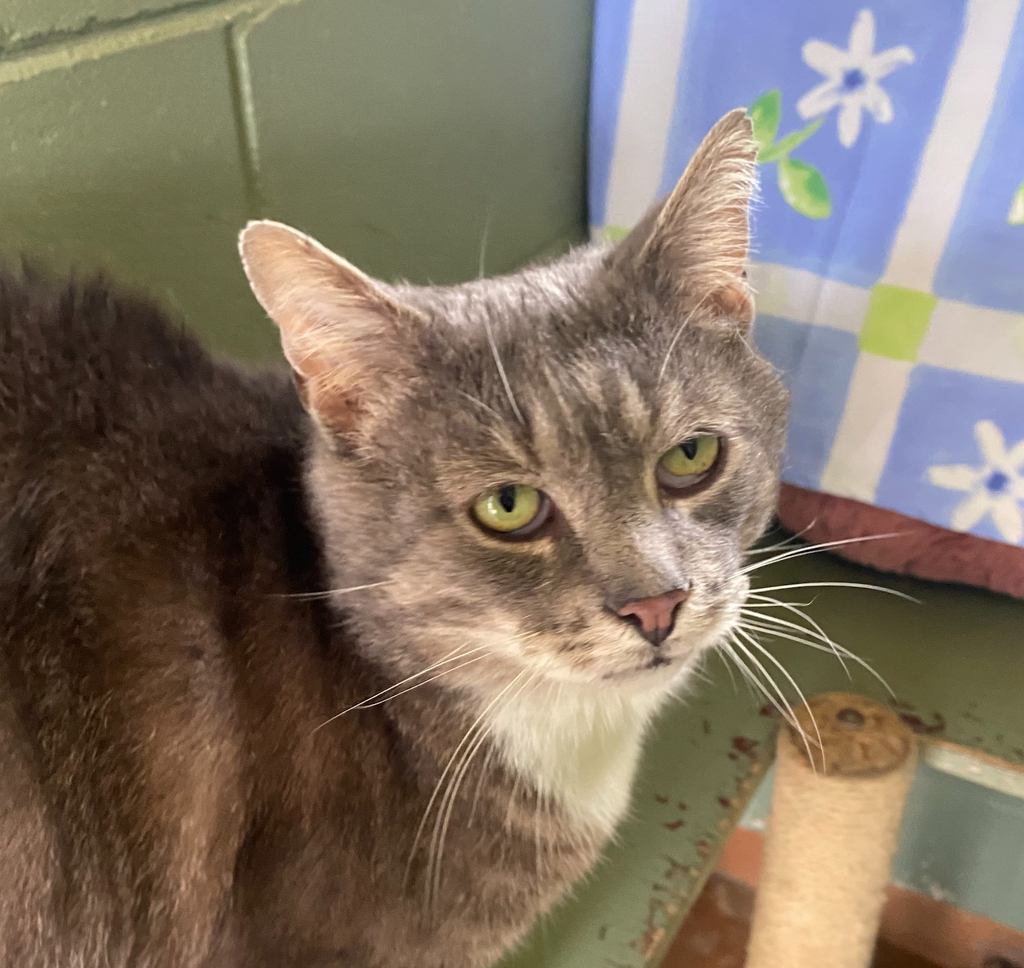 Alby - Male Domestic Short Hair Mix Cat in VIC - PetRescue