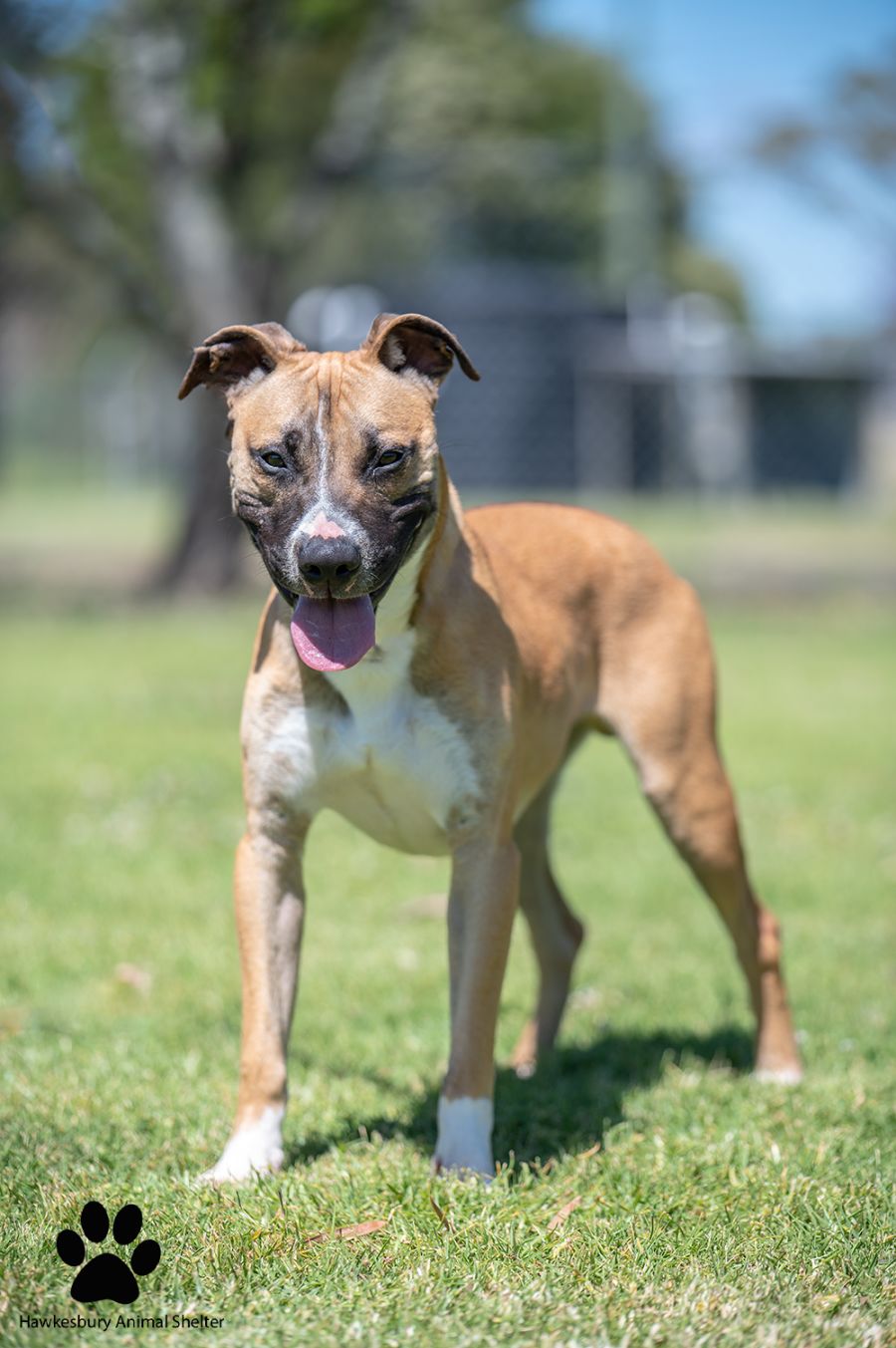 Archie - Medium Male Staffy Mix Dog in NSW - PetRescue