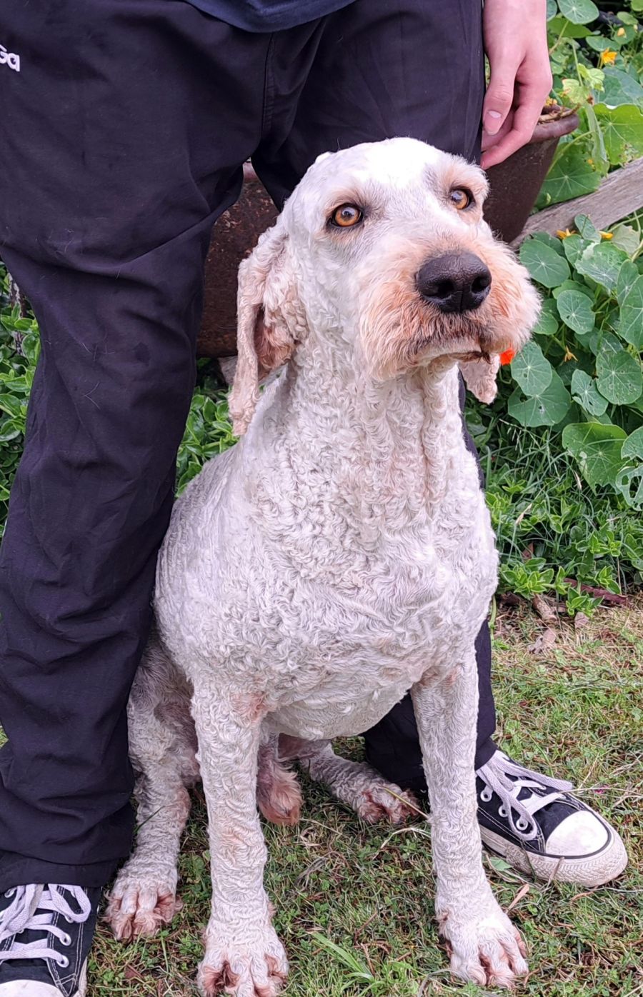 Stuey - Medium Male Labrador x Poodle Dog in VIC - PetRescue
