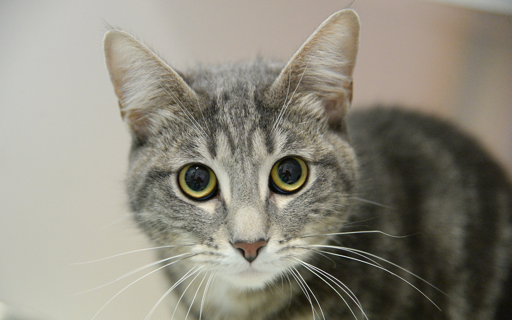 Twinke Toes - Female Domestic Medium Hair Mix Cat in VIC - PetRescue