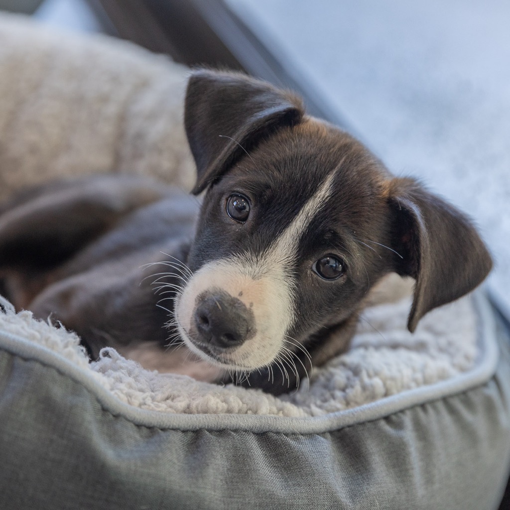 Reef - Medium Male Mixed Breed Dog in WA - PetRescue