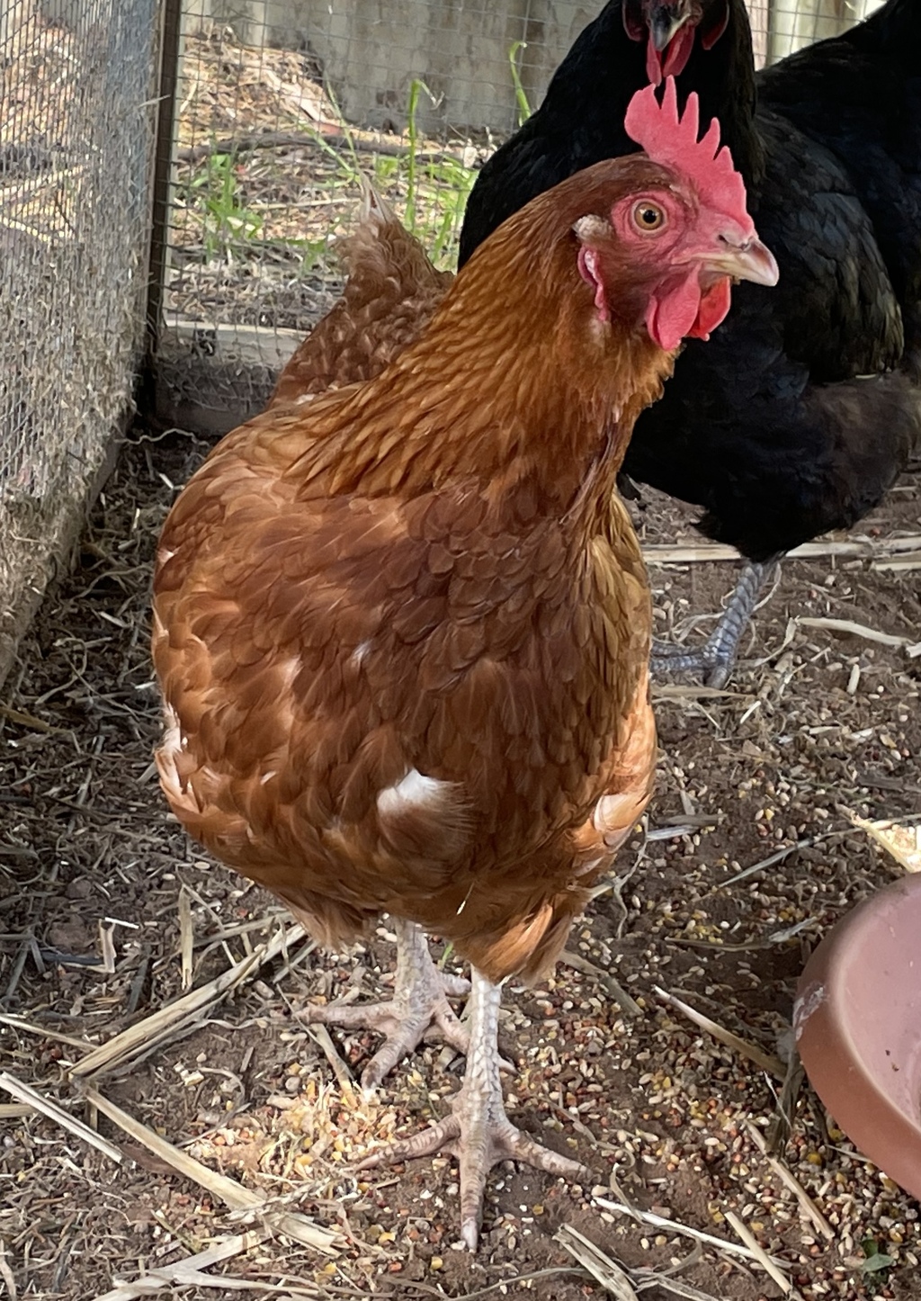 Mary - Female Isa Brown Fowl in ACT - PetRescue