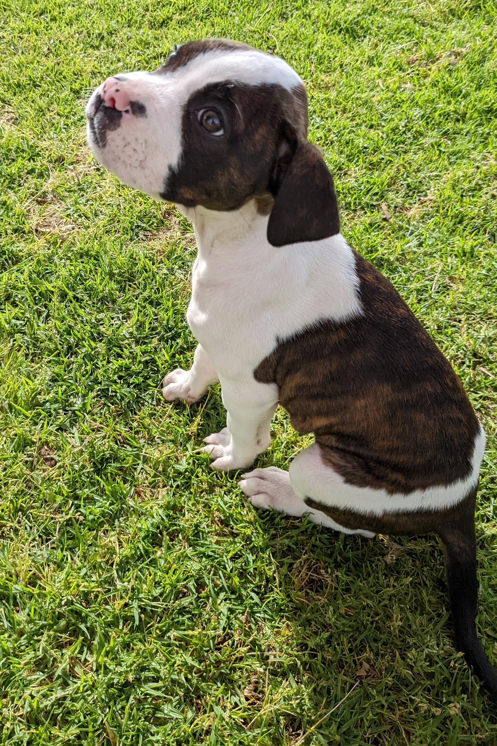 Giselle - Large Female American Bulldog x Mastiff Mix Dog in WA - PetRescue