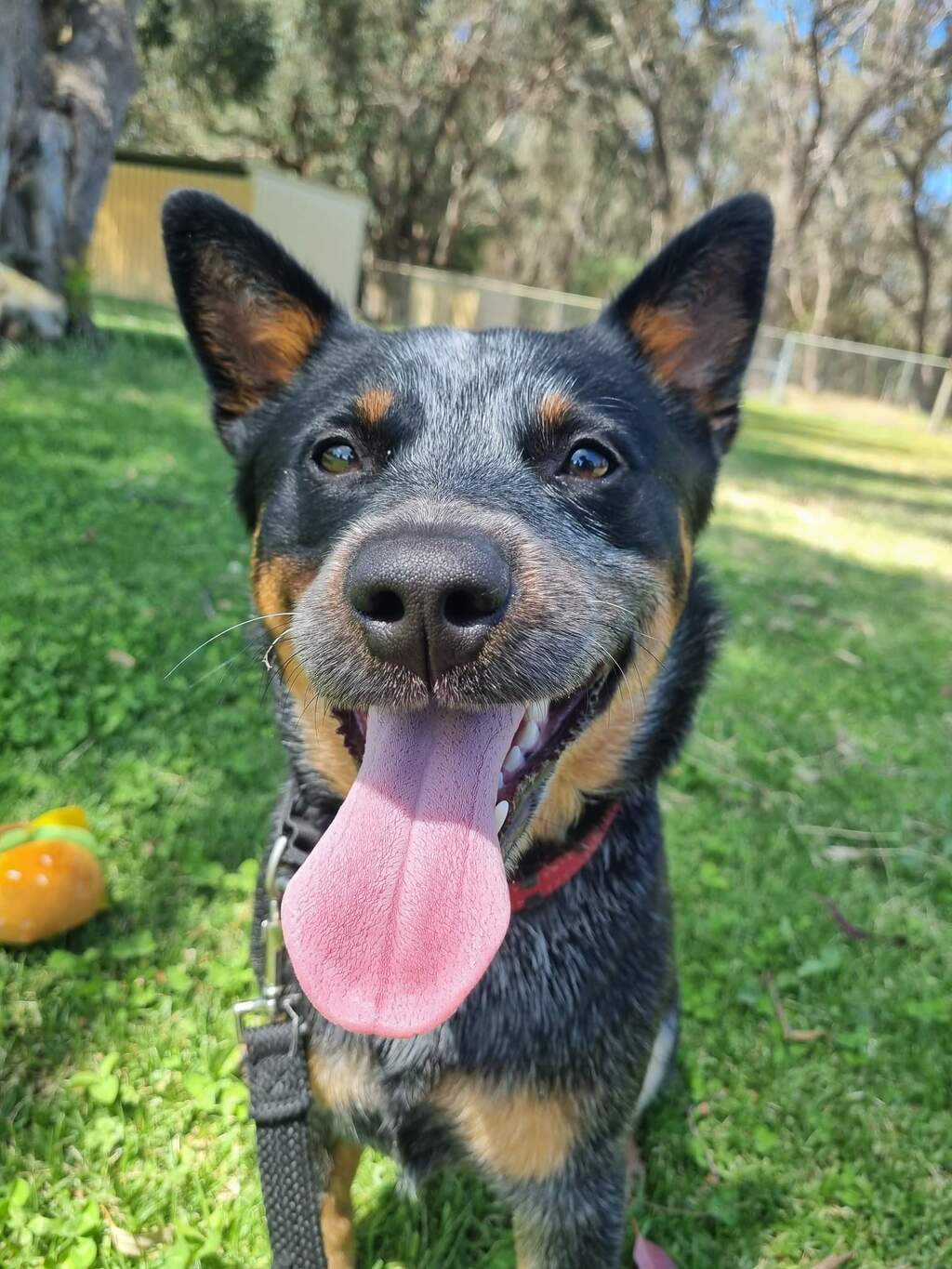 Trixi - Medium Female Blue Heeler Mix Dog in WA - PetRescue