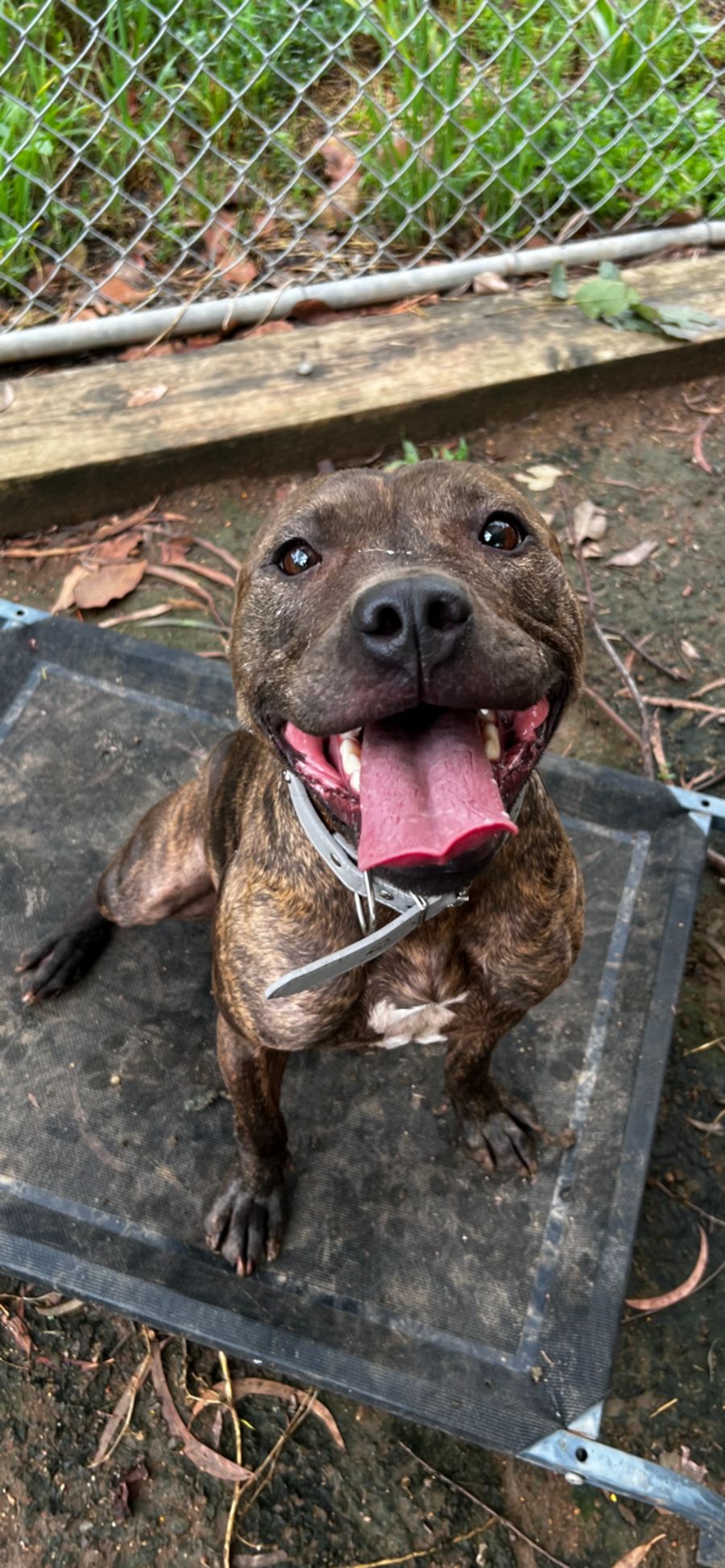 Luna - Small Female Staffy x Staffordshire Bull Terrier x American ...