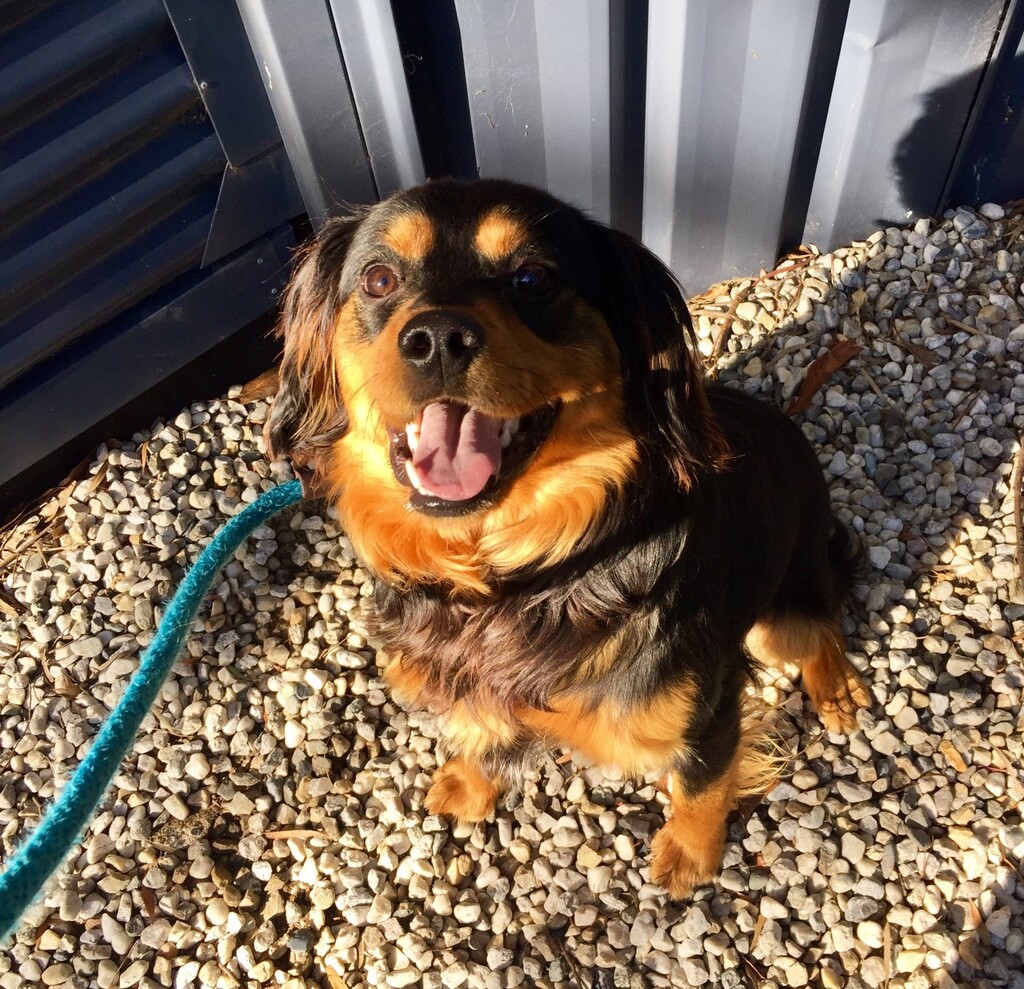 Juno - Medium Male Cavalier King Charles Spaniel x Kelpie Mix Dog in ...