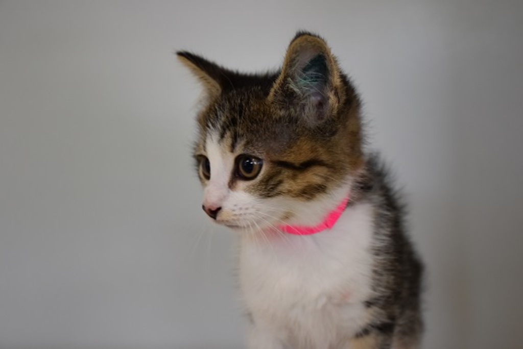 Pettie Filo - Female Domestic Short Hair Mix Cat in VIC - PetRescue