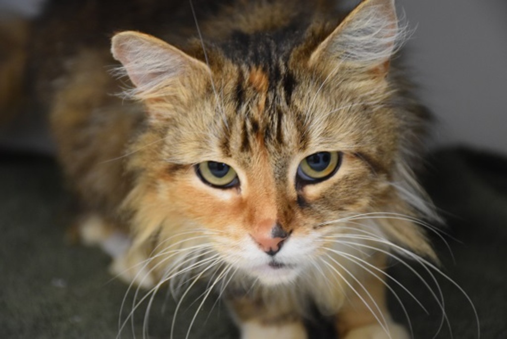 Tiger - Female Domestic Longhair Mix Cat in VIC - PetRescue