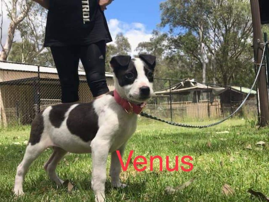 Venus - Medium Female Border Collie x Staffy Mix Dog in NSW - PetRescue