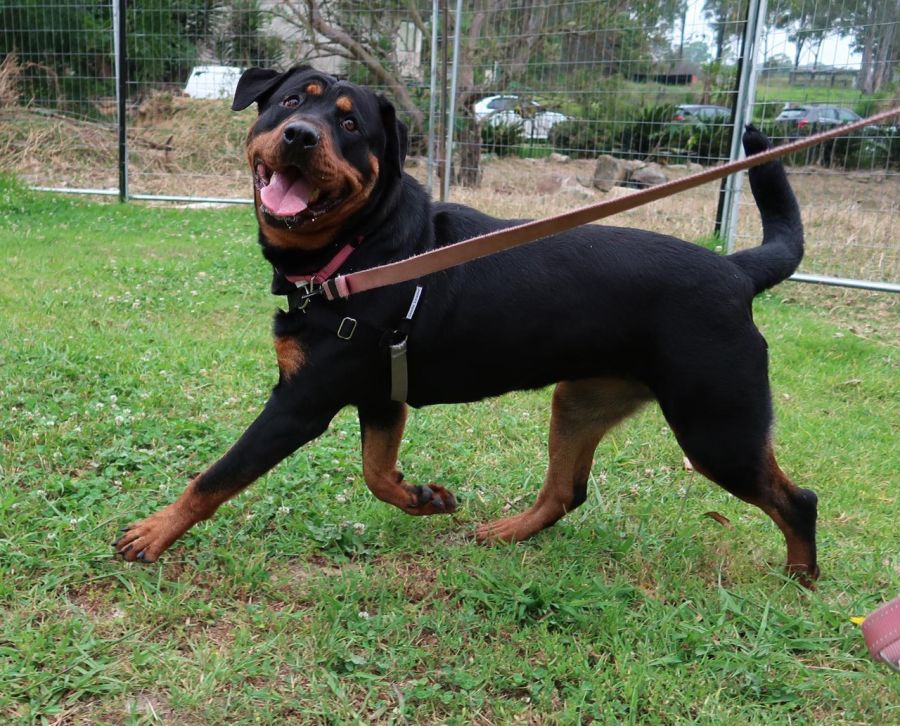 Harley - Large Female Rottweiler Mix Dog in NSW - PetRescue