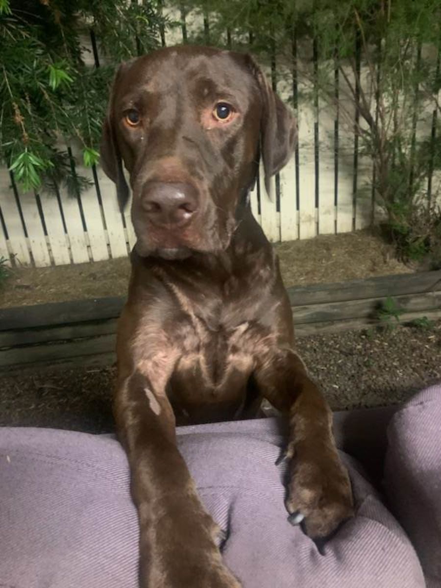 Freya - Medium Female Labrador Dog in QLD - PetRescue