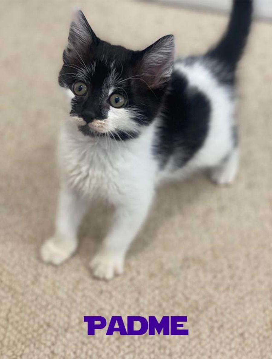 Princess Leia, Padme and Stormi - Female Domestic Short Hair Cat in NSW ...