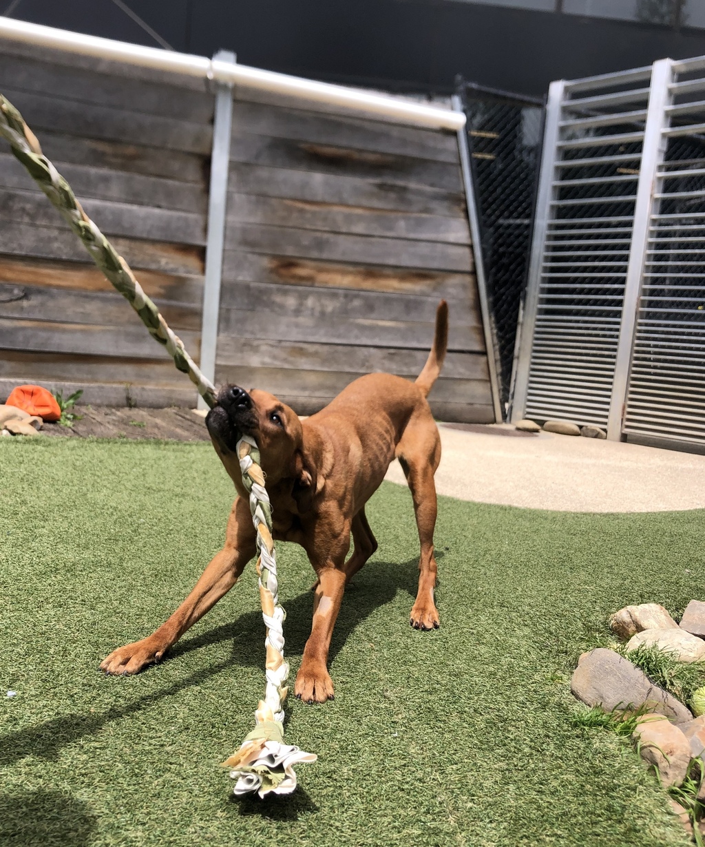 Danni - Medium Female Rhodesian Ridgeback x Staffordshire Bull Terrier ...