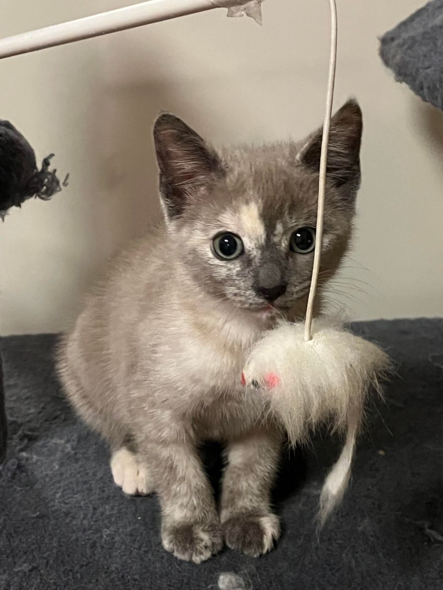 Gaia - Female Snowshoe Mix Cat in QLD - PetRescue