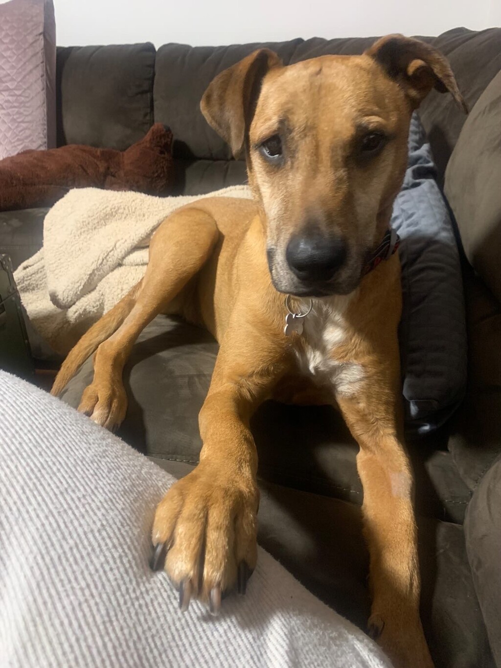 Ms Dakota - Large Female Bull Arab x Neapolitan Mastiff Mix Dog in VIC ...