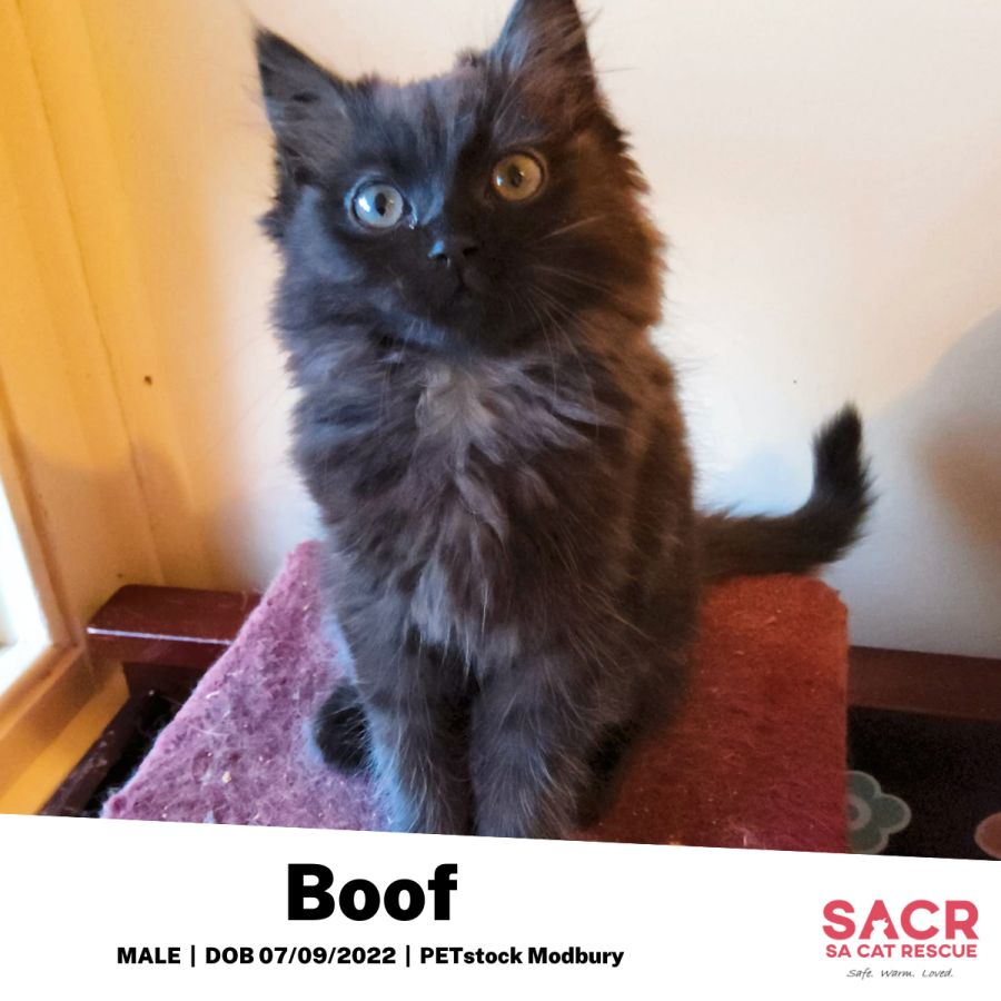 Boof - Male Domestic Medium Hair Cat in SA - PetRescue