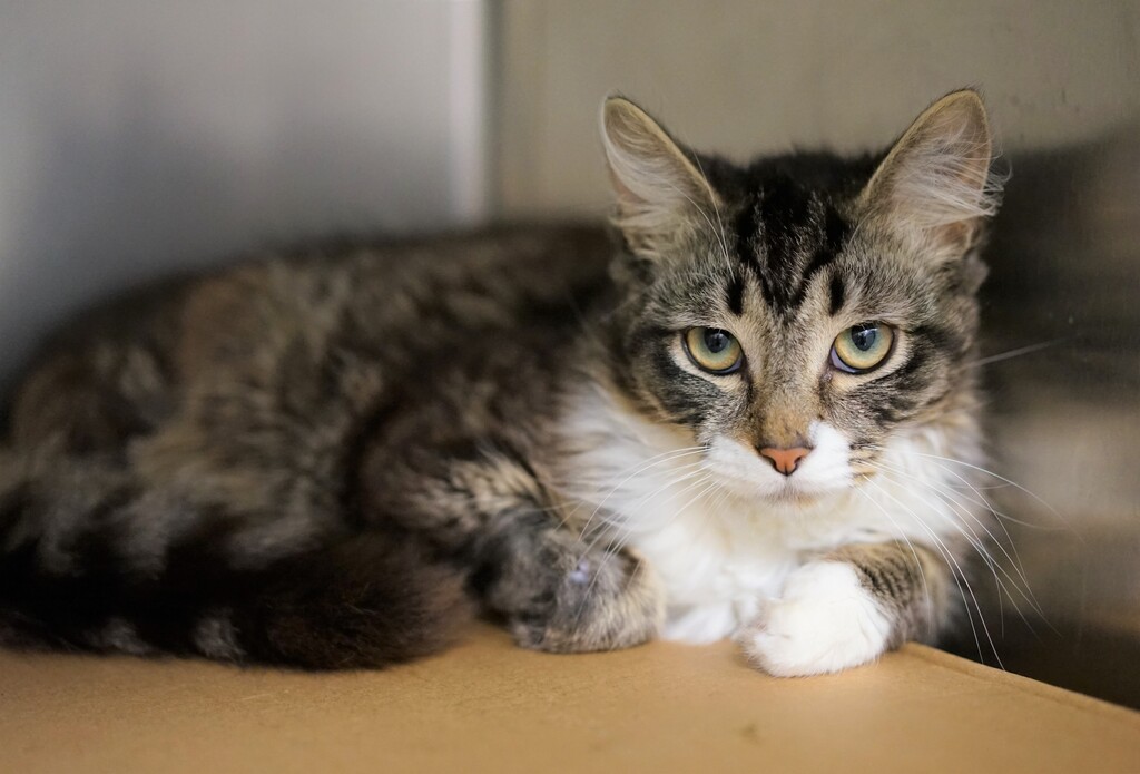 Albie - Male Domestic Medium Hair Mix Cat in QLD - PetRescue