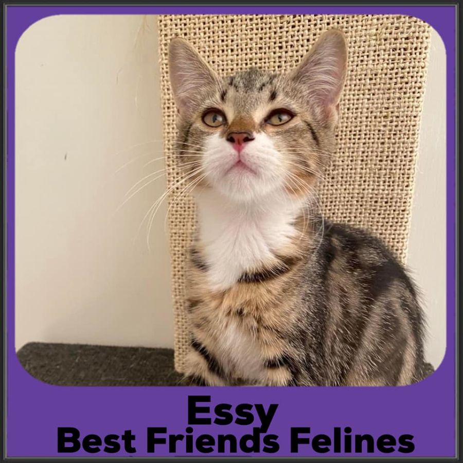 Essy - Female Domestic Short Hair Cat in QLD - PetRescue
