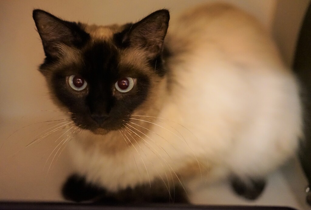 Felicity - Female Layanese Mix Cat in QLD - PetRescue