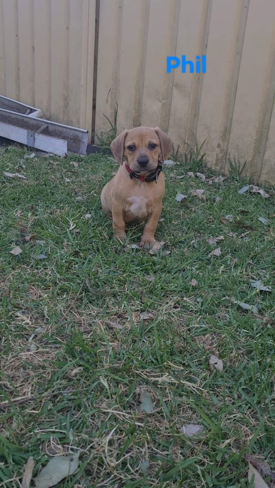 Phil - Medium Male Beagle x Staffy Mix Dog in NSW - PetRescue