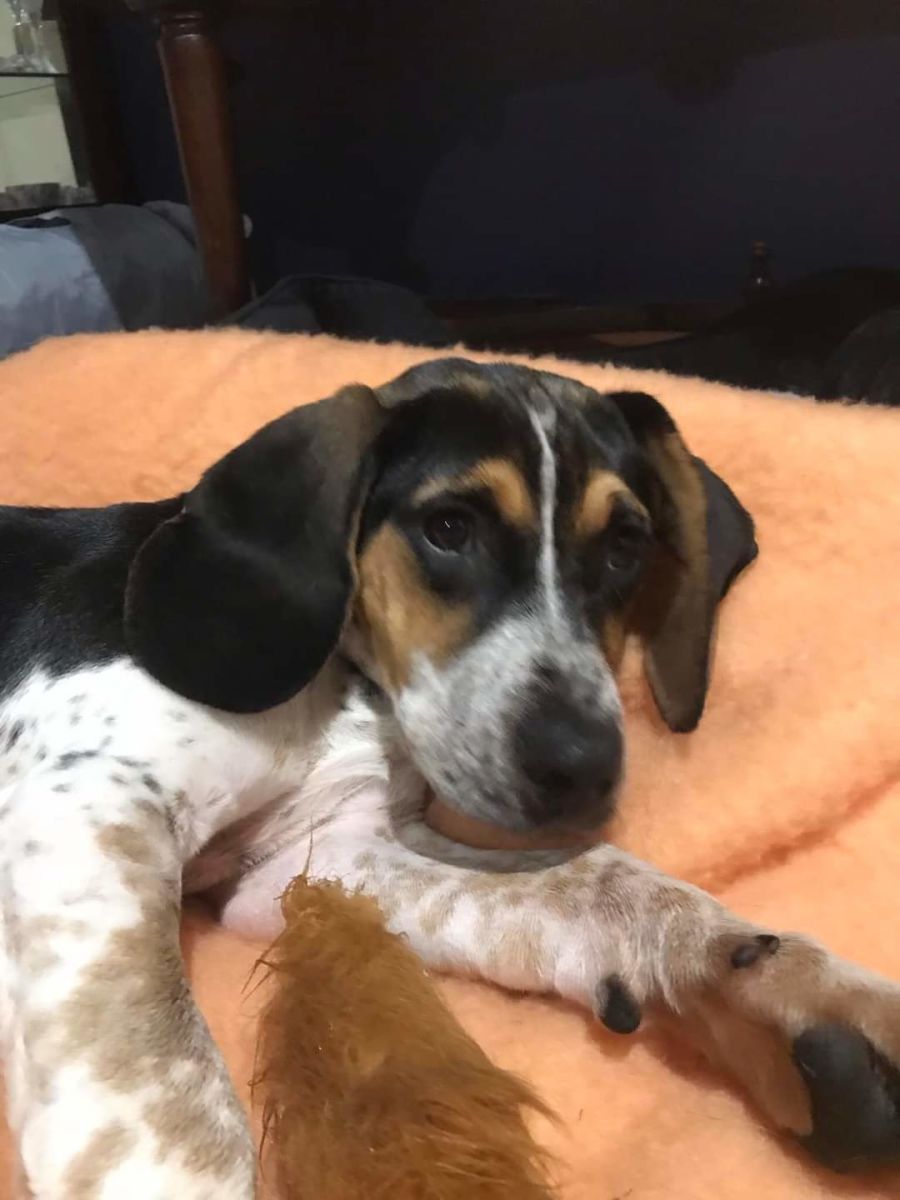 Luna - Medium Female Coonhound x Beagle Dog in VIC - PetRescue