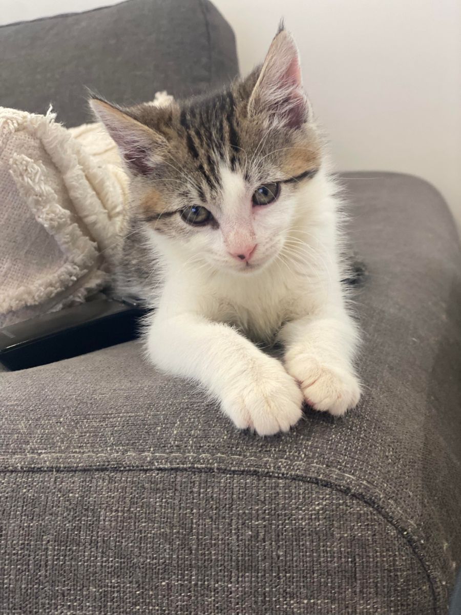Princess Leia - Female Domestic Short Hair Cat in NSW - PetRescue