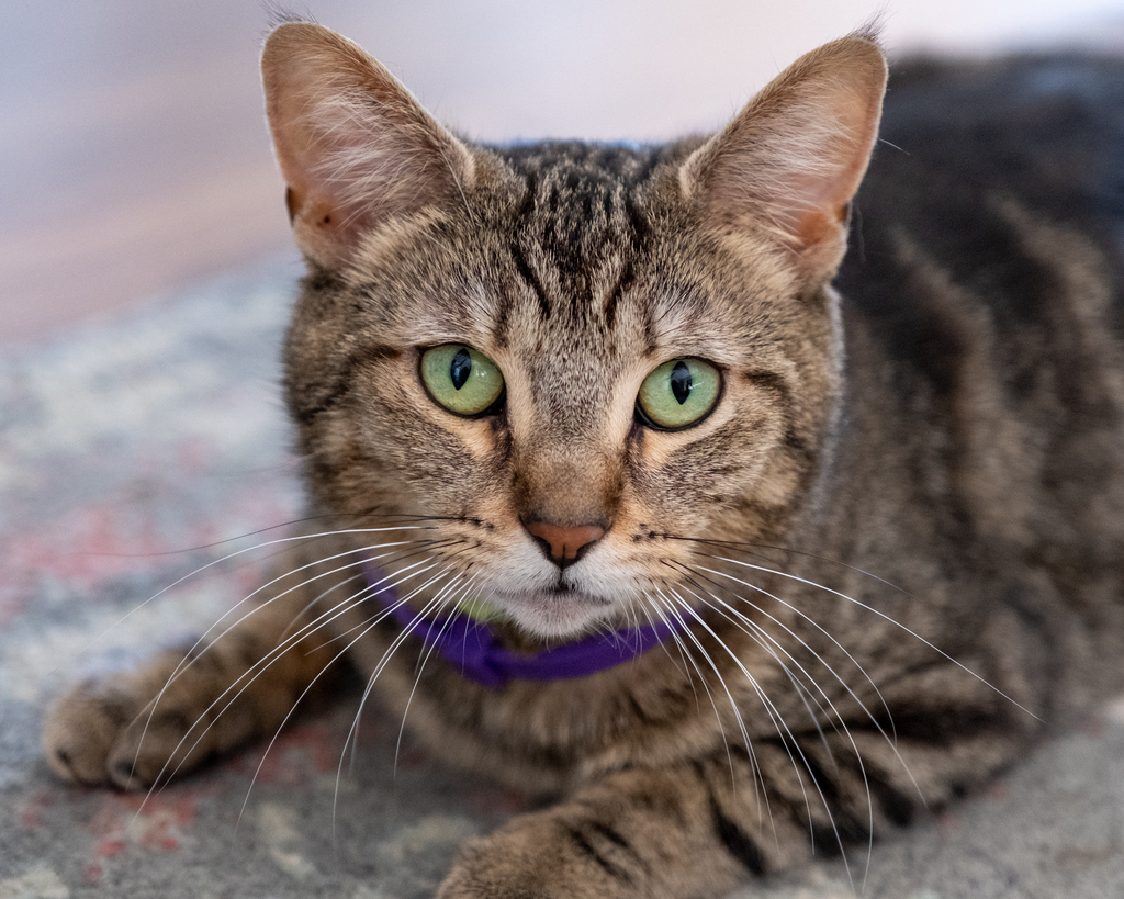 Tota - Female Domestic Short Hair Mix Cat in NSW - PetRescue