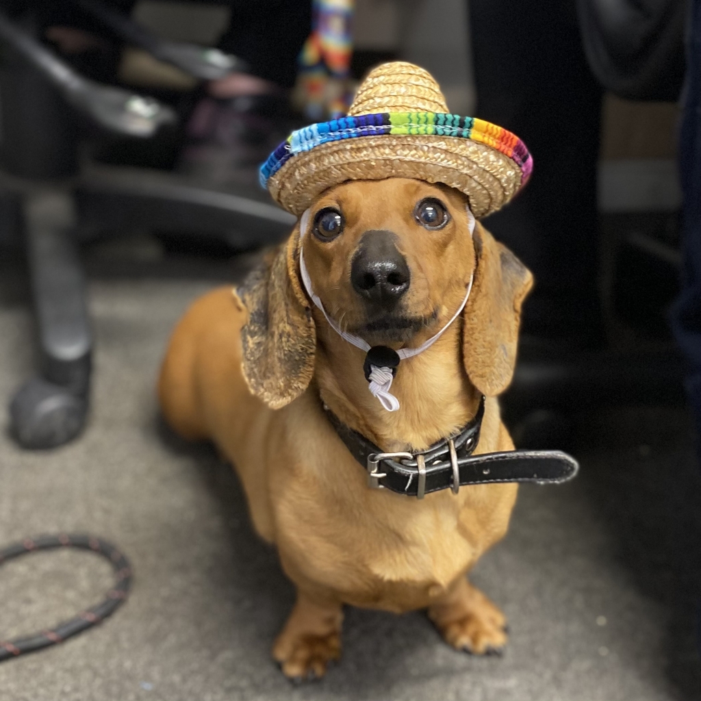 Limo - Small Female Dachshund, Short Haired Dog in VIC - PetRescue