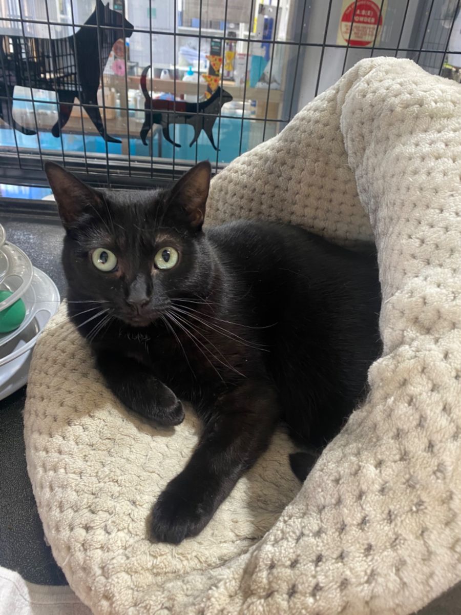 Hope - Female Bombay Mix Cat in VIC - PetRescue