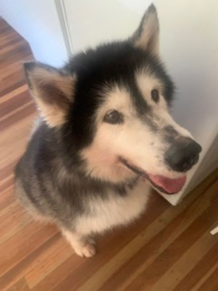 Bushka - Large Female Alaskan Malamute Dog in QLD - PetRescue