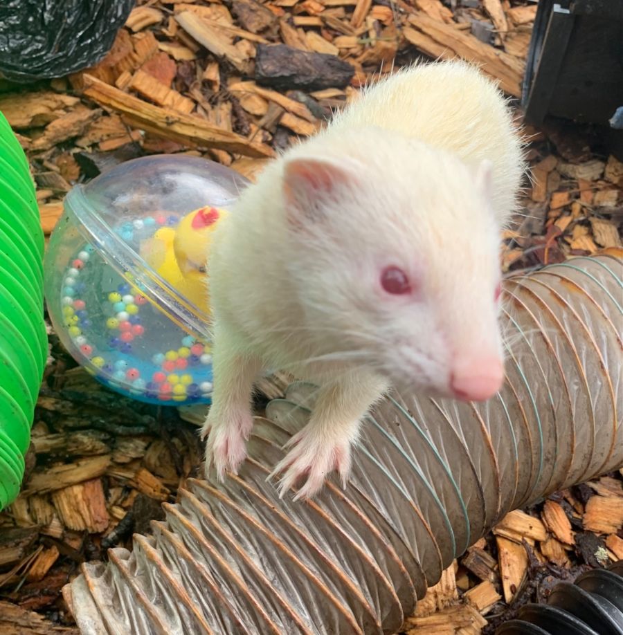 Hazel - Female Ferret in VIC - PetRescue