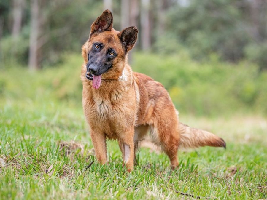 Kelsey (IMP No. 1741) - Medium Female Belgian Shepherd - Malinois x ...