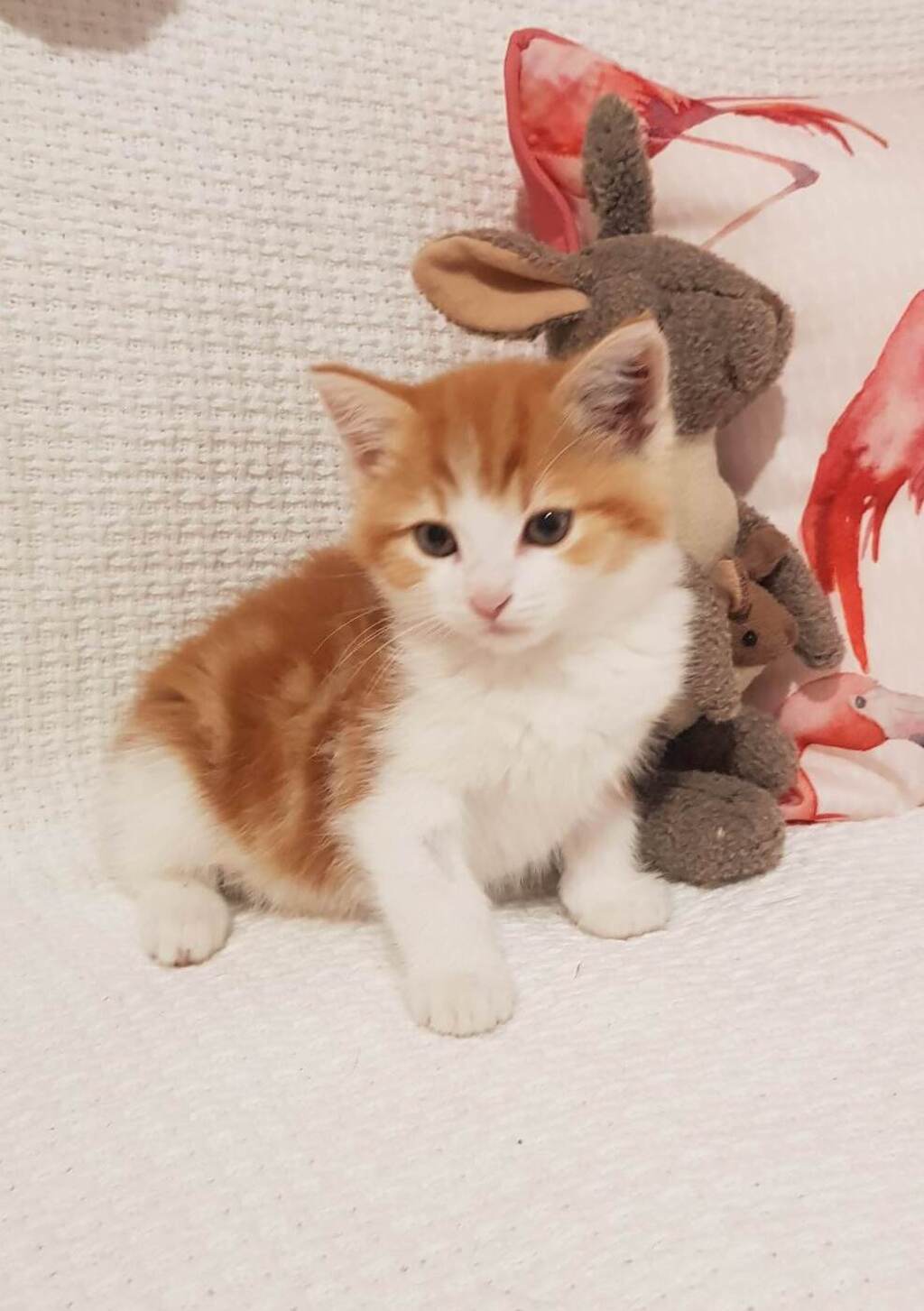 Wonton - Male Dsh Mix Cat in VIC - PetRescue