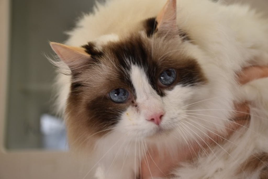 Lucy - Female Ragdoll Mix Cat in VIC - PetRescue