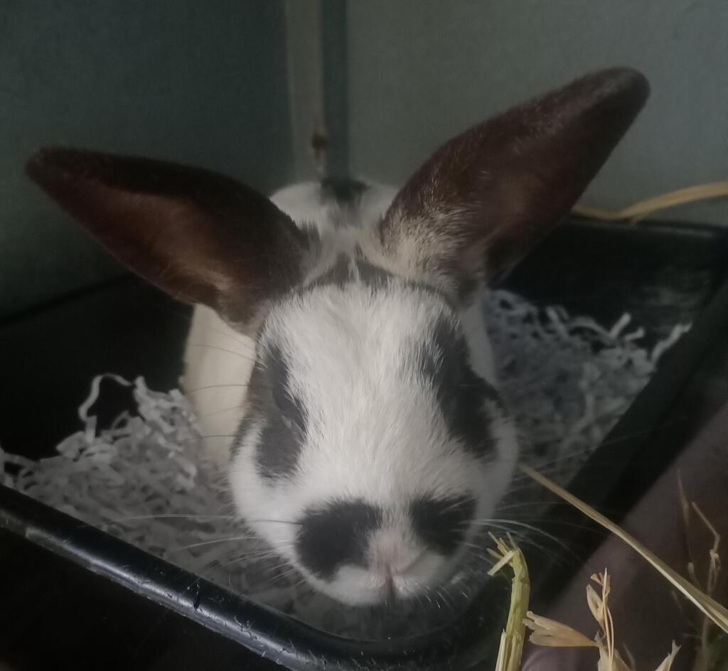 Dallas - Male Rhinelander Rabbit in VIC - PetRescue