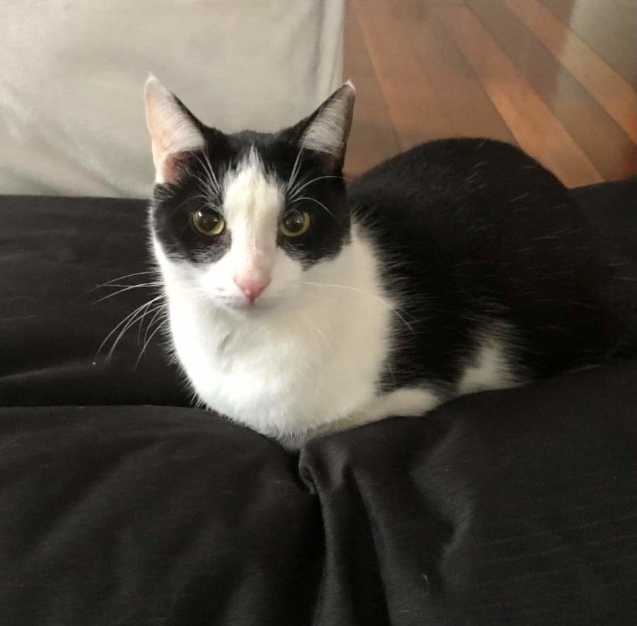 Raisin - Female Domestic Short Hair Cat in QLD - PetRescue