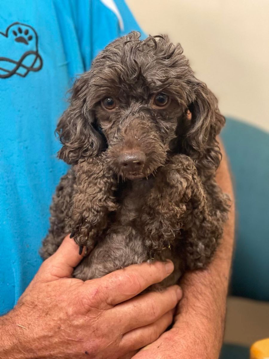 Lizzy - Small Female Poodle Dog in QLD - PetRescue