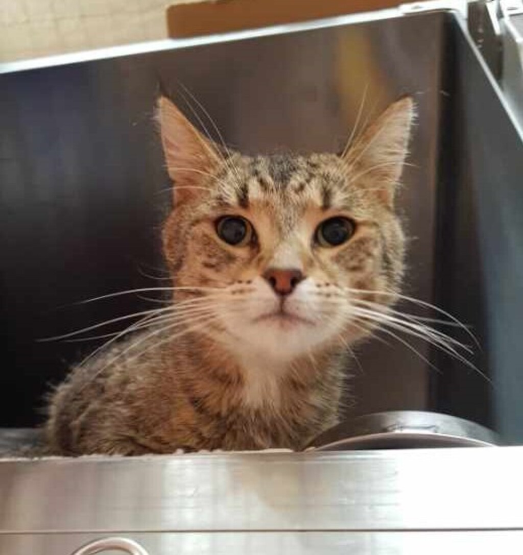 Thor - Male Domestic Short Hair Mix Cat in VIC - PetRescue