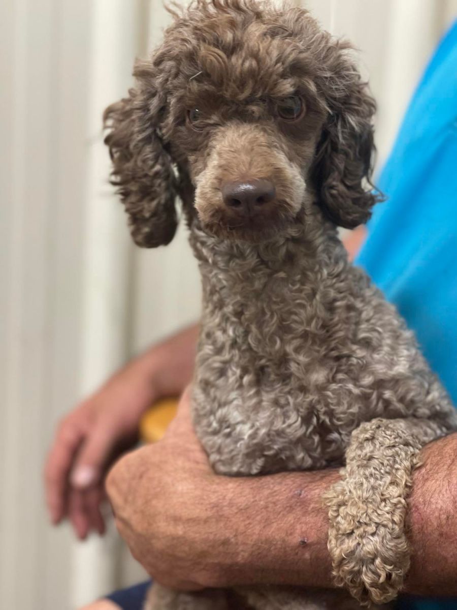 Shayla - Small Female Poodle Dog in QLD - PetRescue