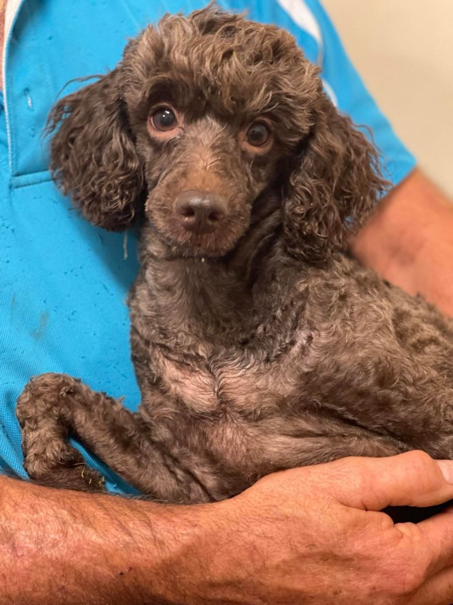 Lexie - Small Female Poodle Dog in QLD - PetRescue